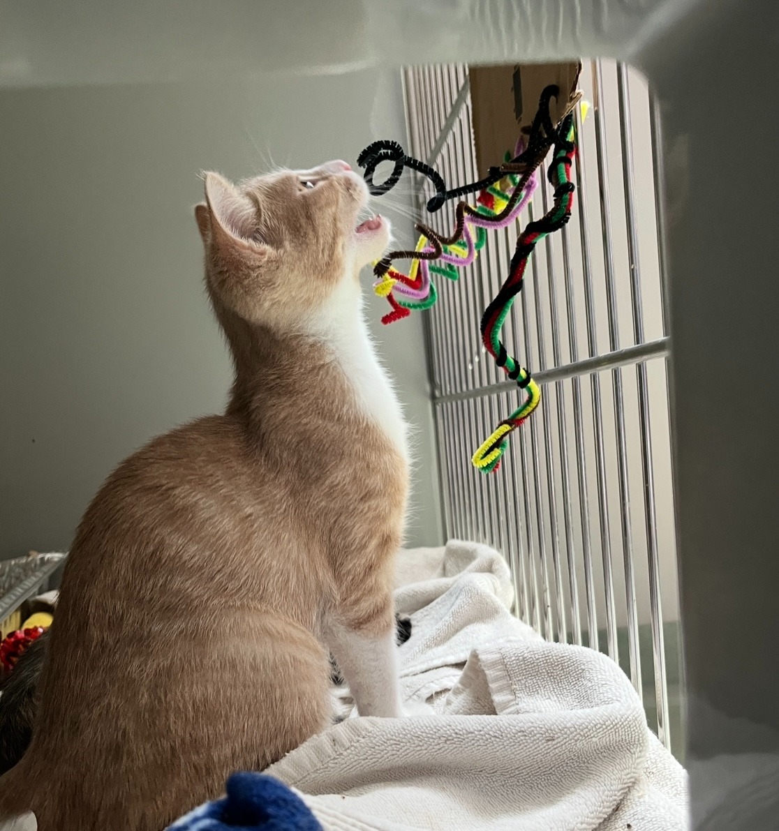 The Honeycomb Project